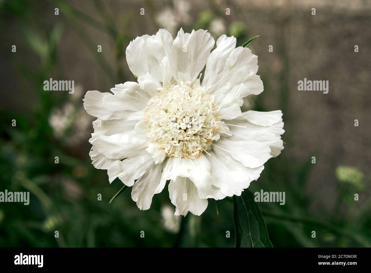 Pincushion flower hi-res stock photography and images - Alamy