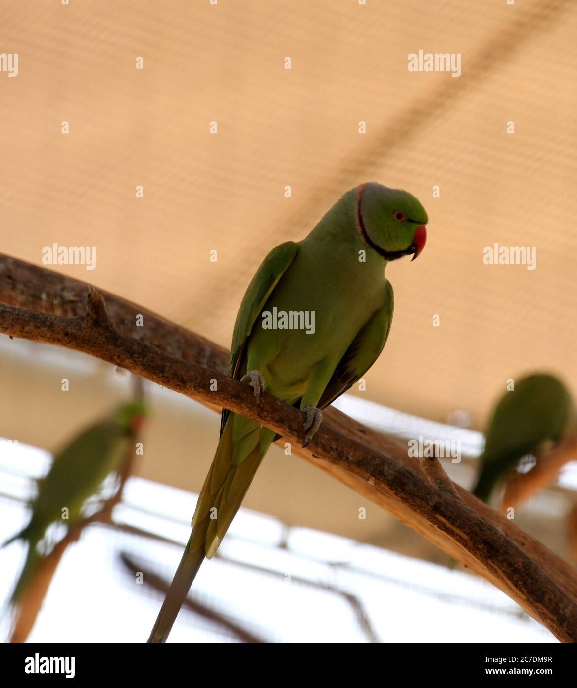 Parrot nose hi-res stock photography and images - Alamy