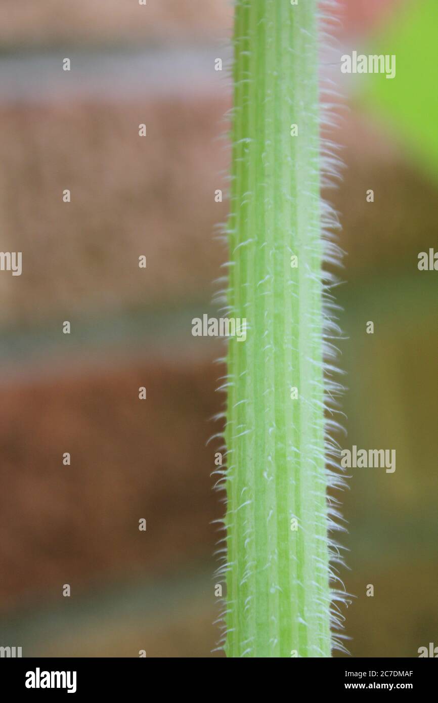 Thick pumpkin stem hi-res stock photography and images - Alamy