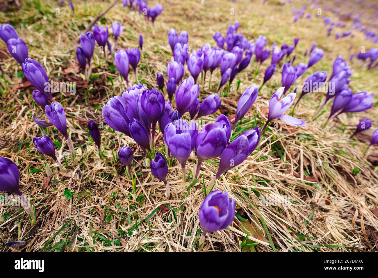 Purple crocus flowers in snow awakening in spring to the warm gold rays ...