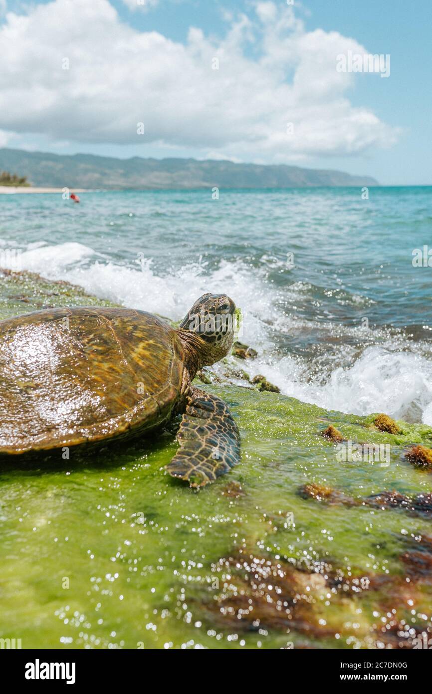 Selective closeup shot of a brown Pacific ridley sea turtle near the ...