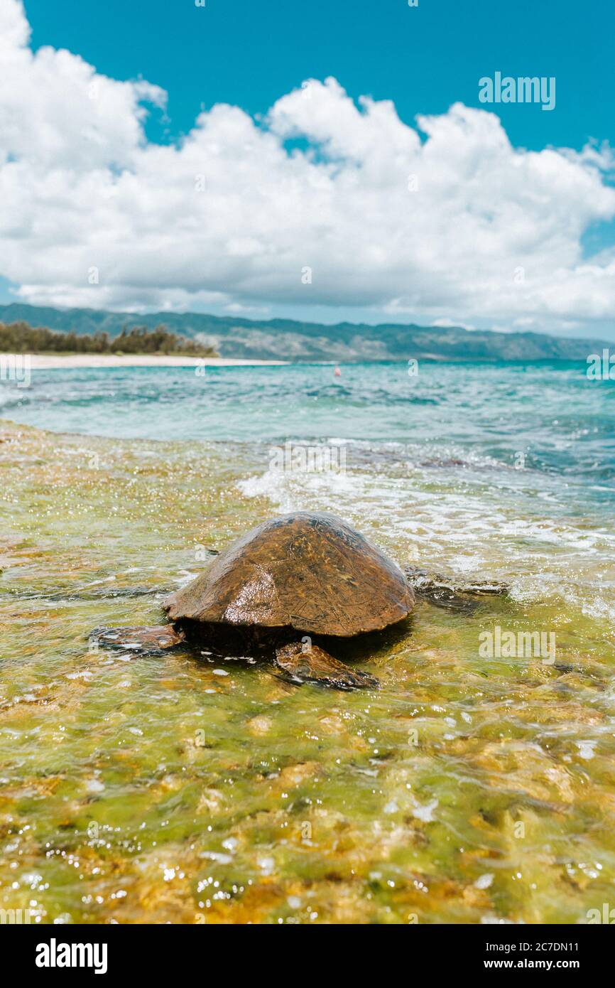 Selective closeup shot of a brown Pacific ridley sea turtle near the ...