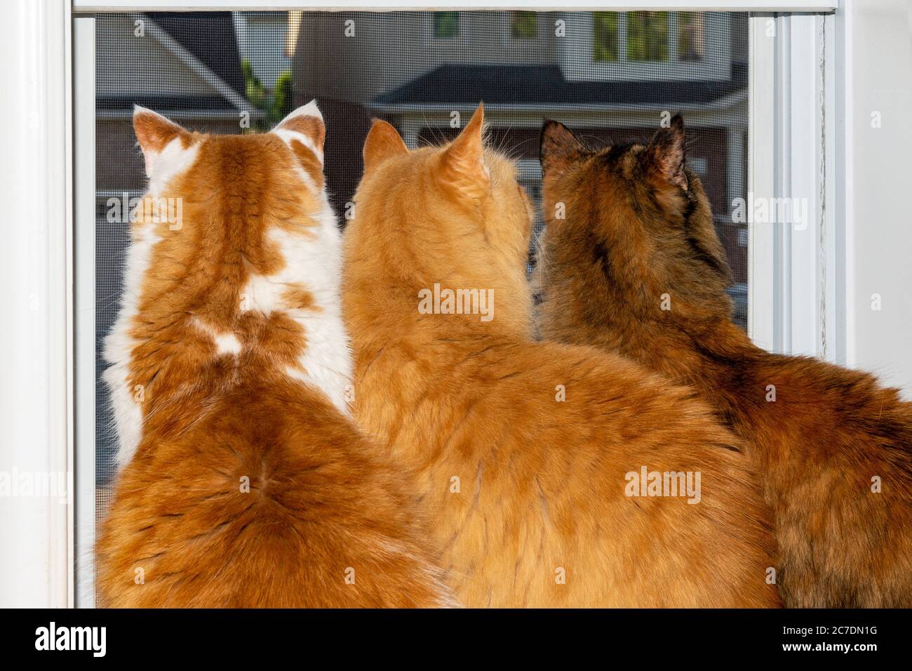 Curious cats carefully watch from the window how the birds nest under ...