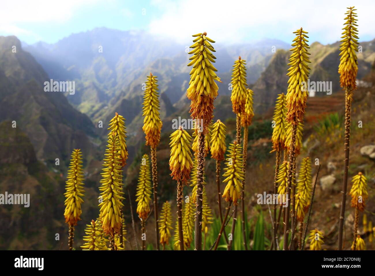 Tropical west africa flowers hi-res stock photography and images - Alamy