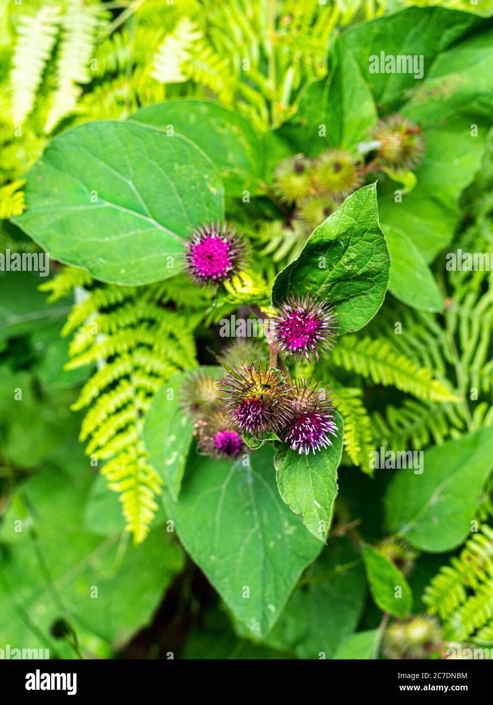 Arctium tomentosum in bloom Stock Photo - Alamy