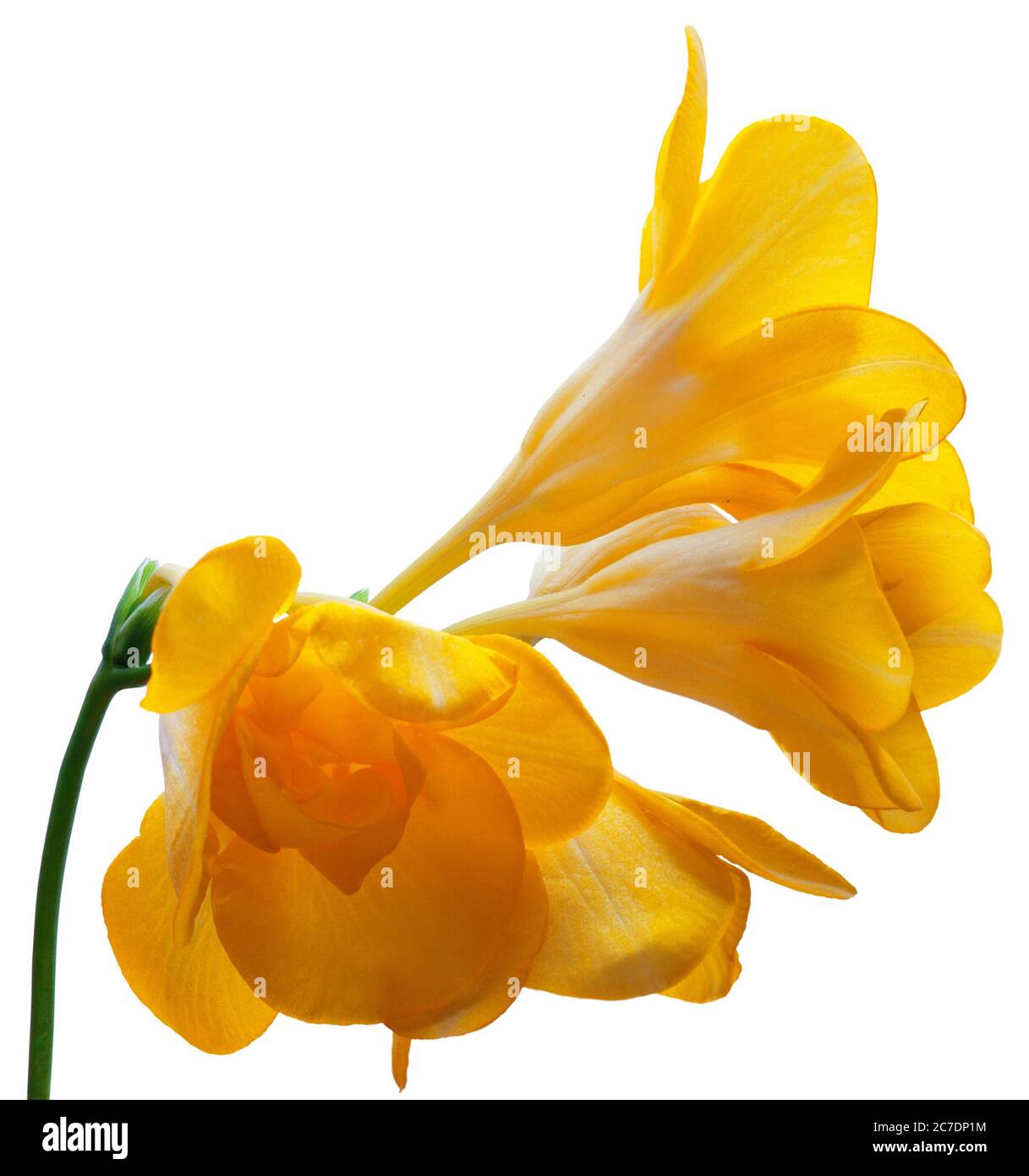 bunch of yellow freesia flowers isolated on white background Stock ...