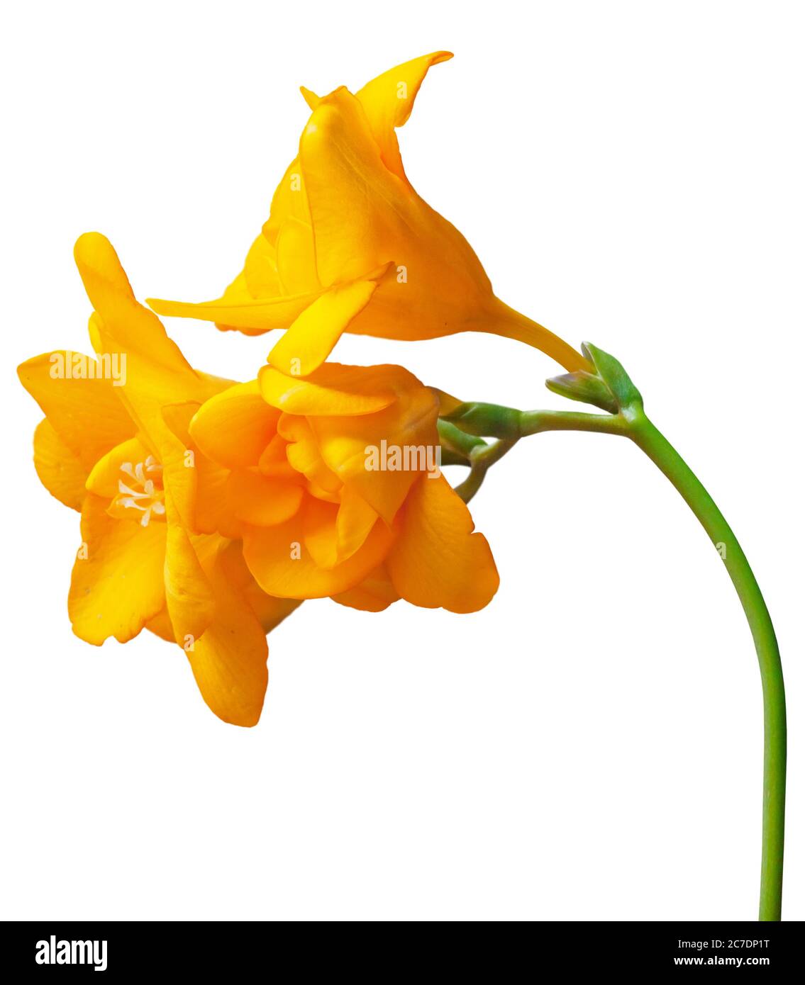 bunch of yellow freesia flowers isolated on white background Stock ...