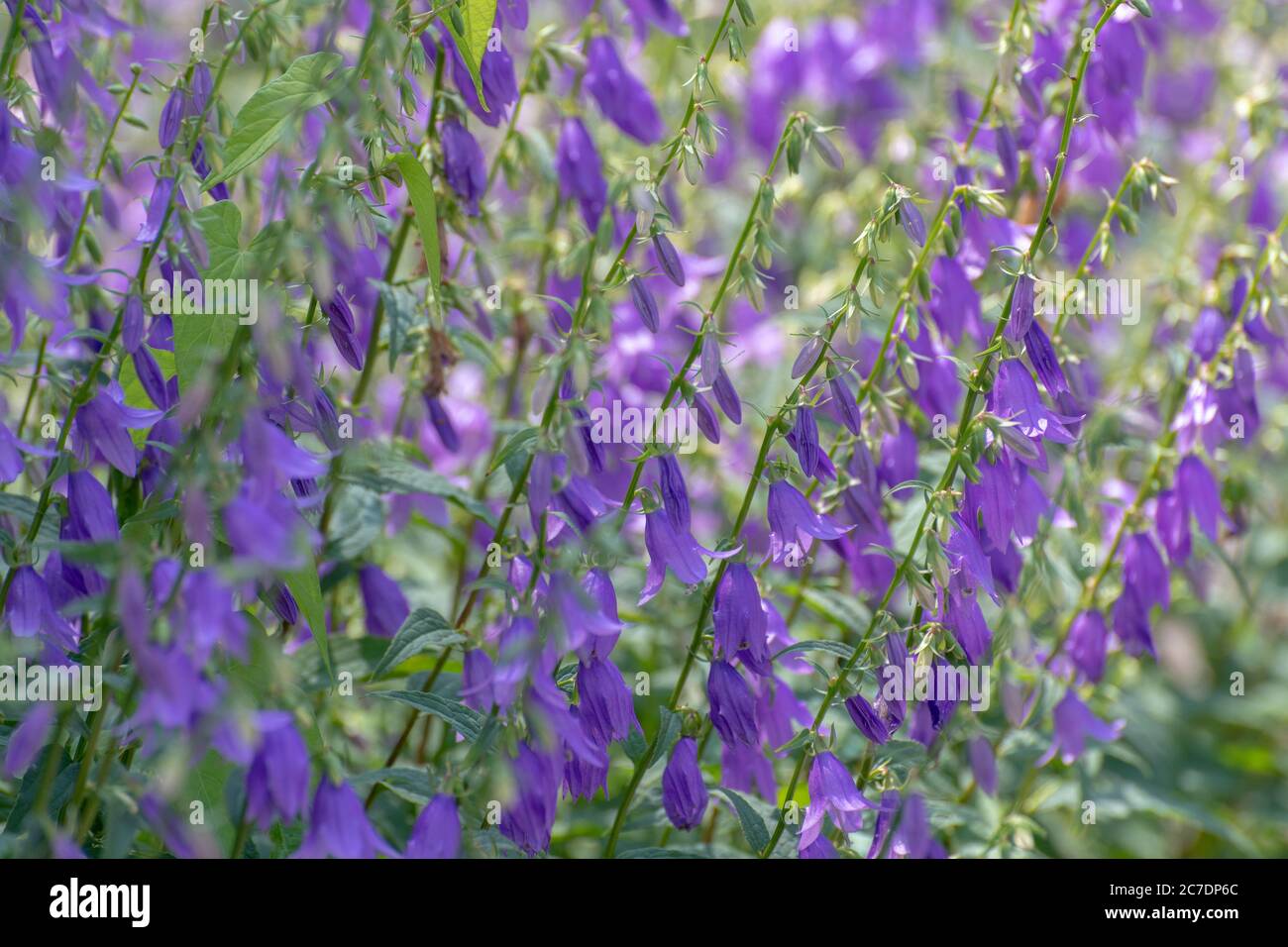 Pink bell flowers hi-res stock photography and images - Alamy