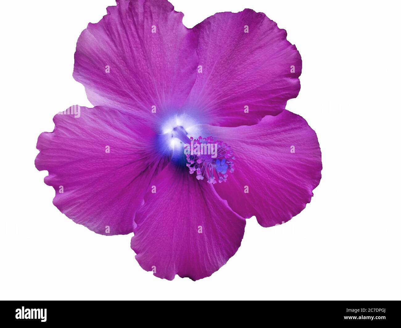 Hibiscus flower art hi-res stock photography and images - Alamy