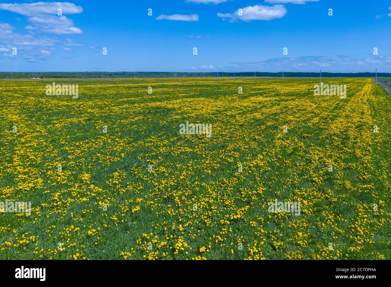 Aerial view of a field with yellow flowers Stock Photo - Alamy
