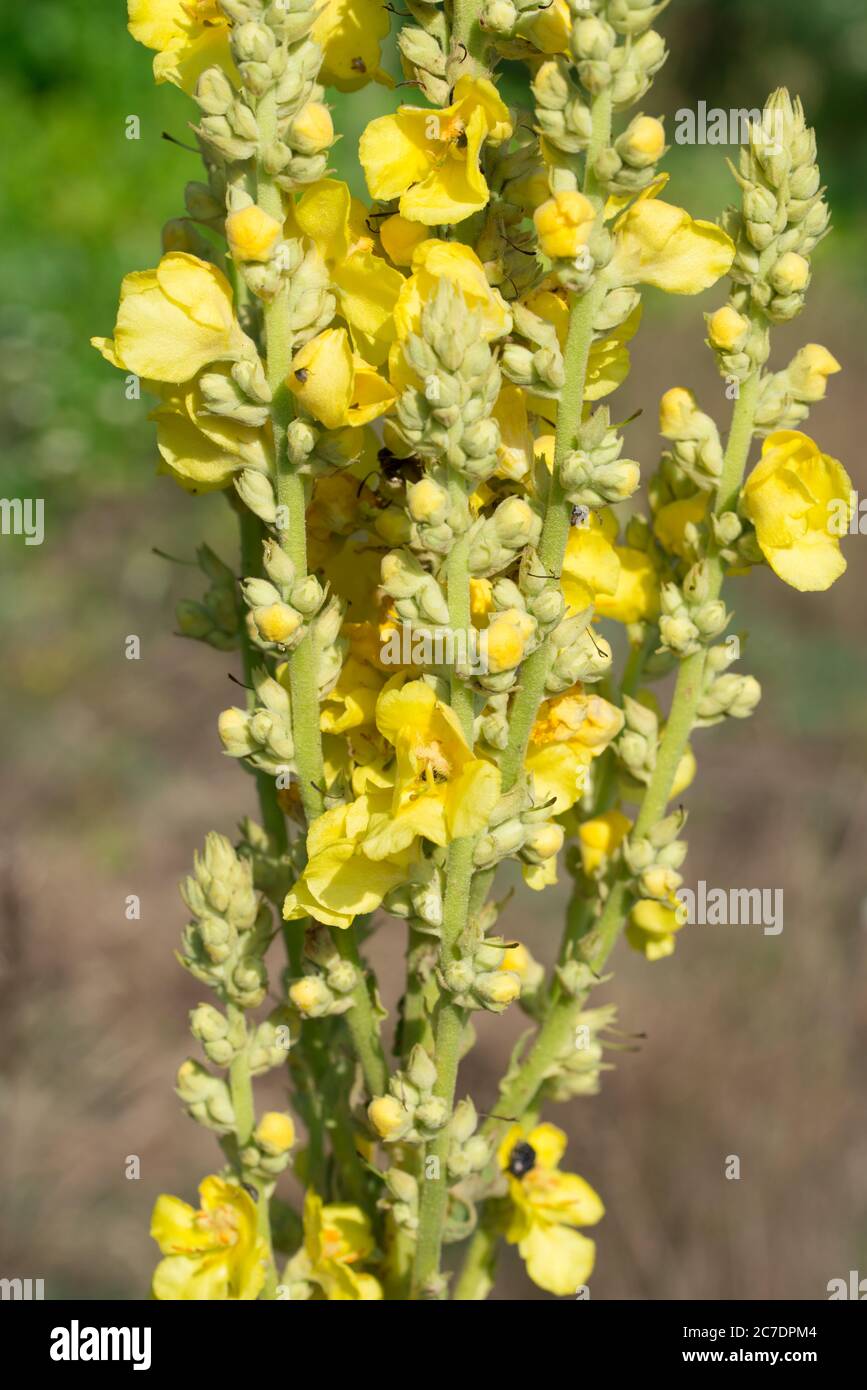 Yellow perennial tall flower hi-res stock photography and images - Alamy