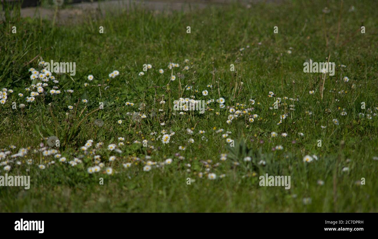 Wide shot butterfly hi-res stock photography and images - Alamy