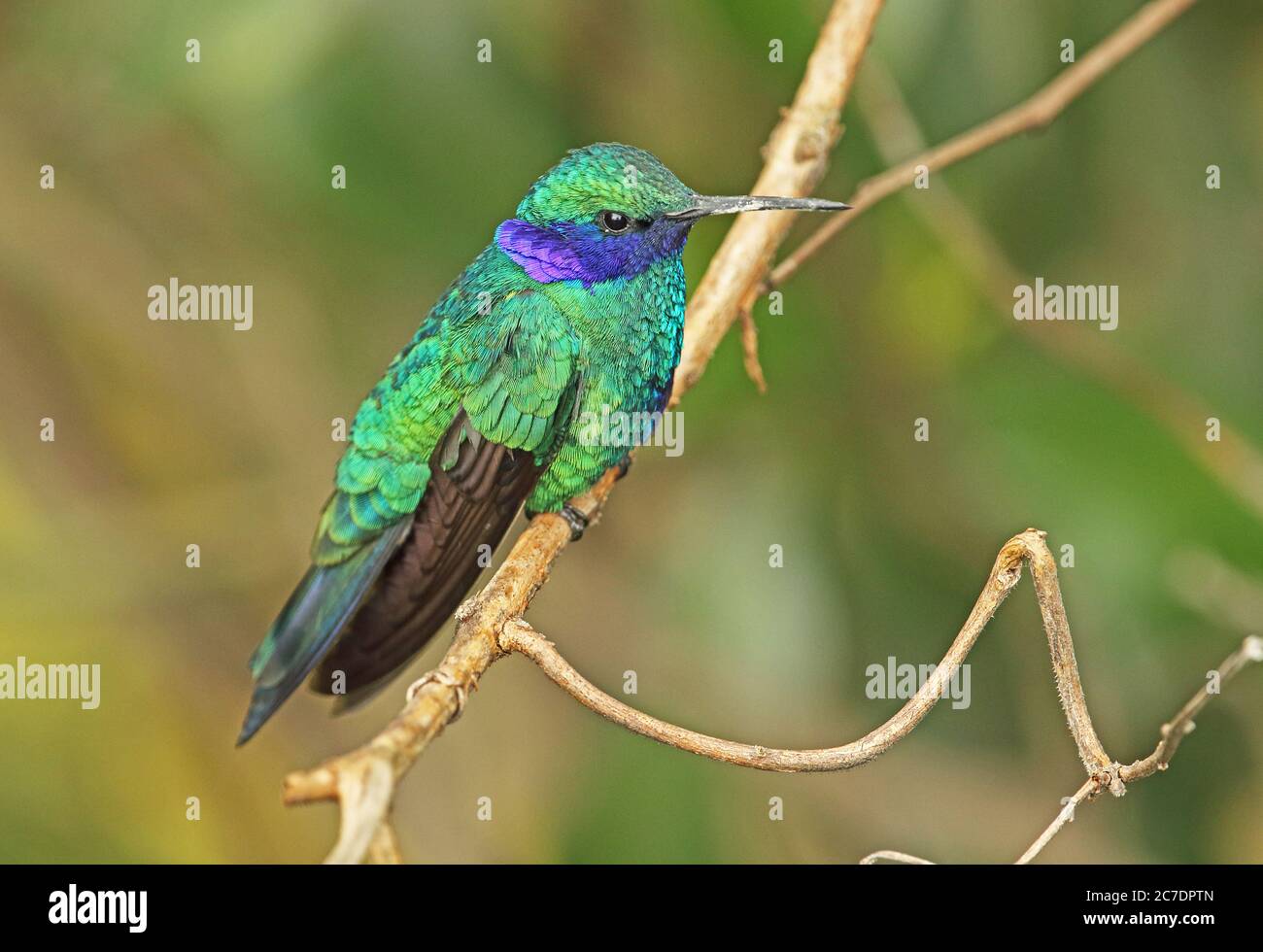 Sparkling Violet-ear (Colibri coruscans coruscans) adult perched on branch Bogota, Colombia ...