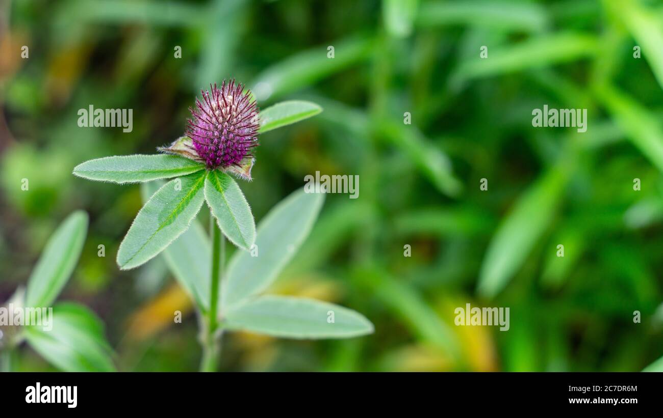 Flowering red clover, Trifolium alpestre, herbaceous species of plant ...