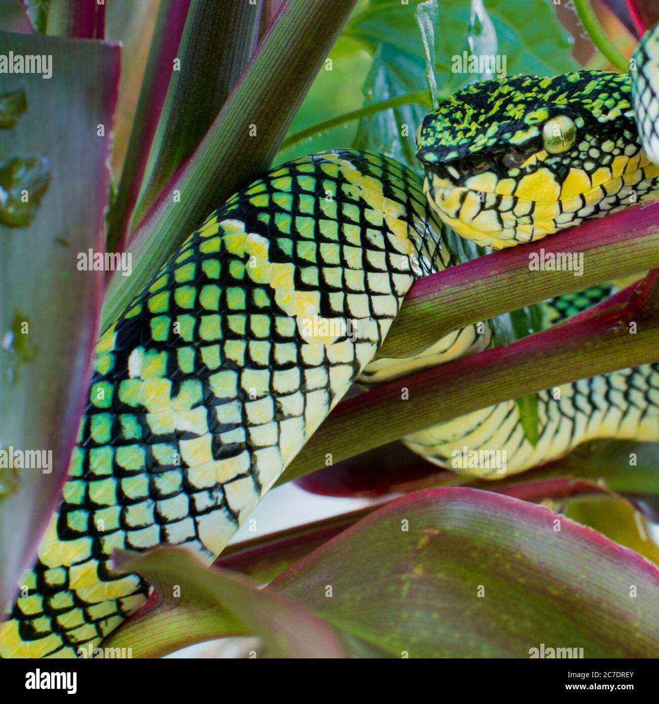 Closeup shot of a green snake hidden in plants in the forest during ...