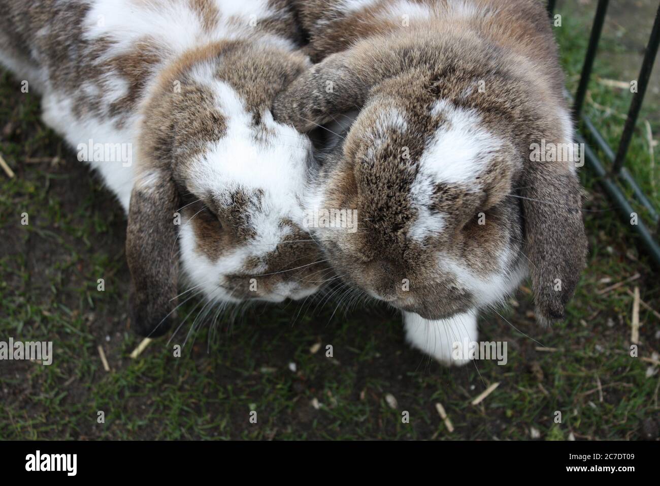 Two baby rabbits outdoors hi-res stock photography and images - Alamy