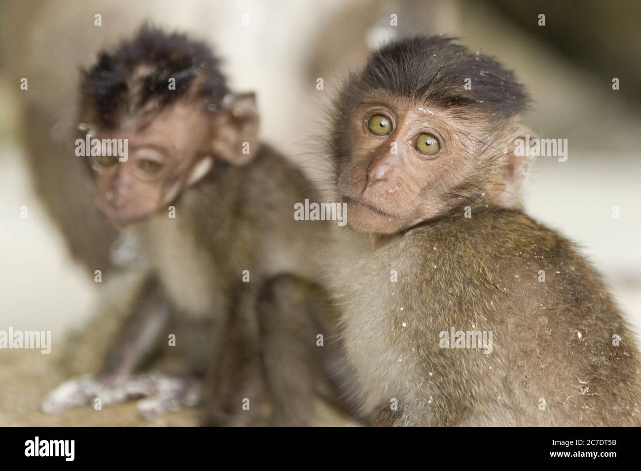 Two little monkeys playing thailand hi-res stock photography and images ...