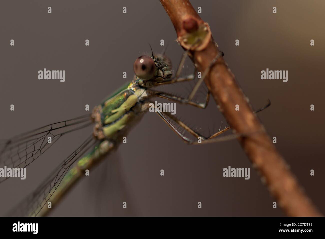 Black winged grasshopper hi-res stock photography and images - Alamy