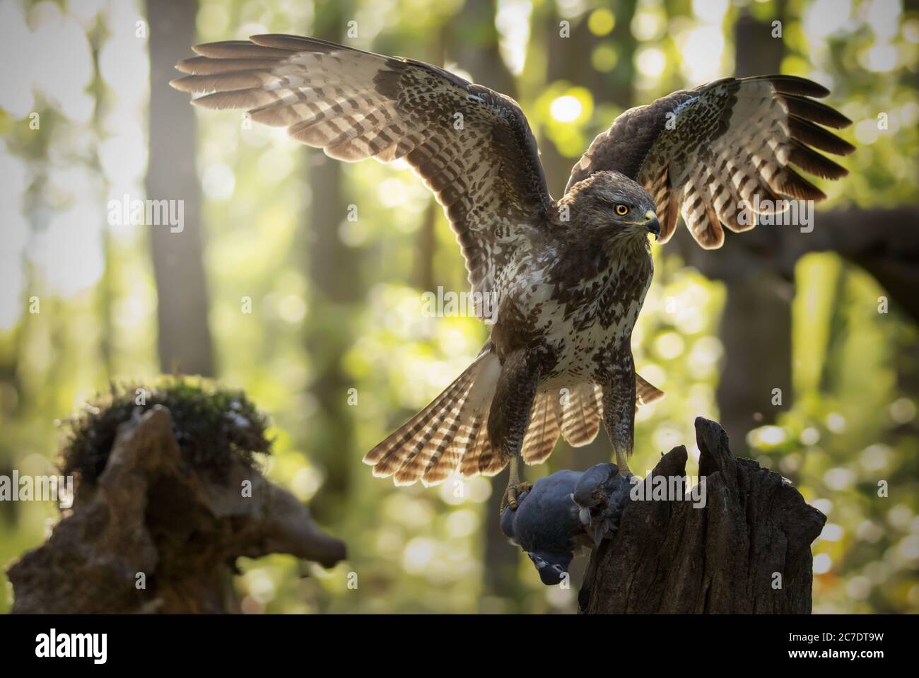 Wide shot of an angry hawk attacking the prey in the forest during ...