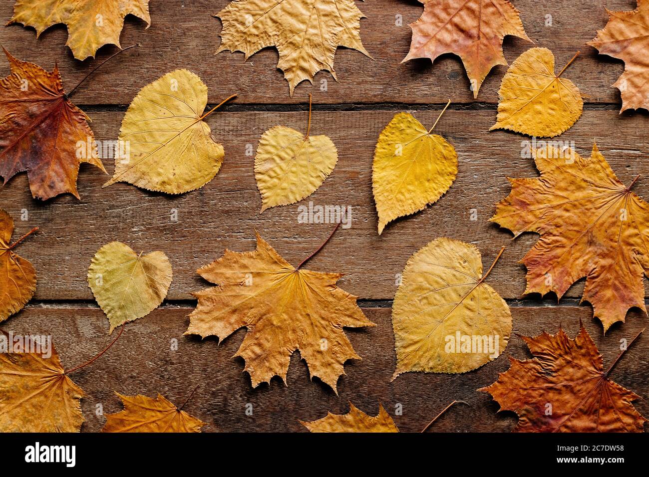 Wallpaper for September 1. Autumn leaves on wooden background with copy ...