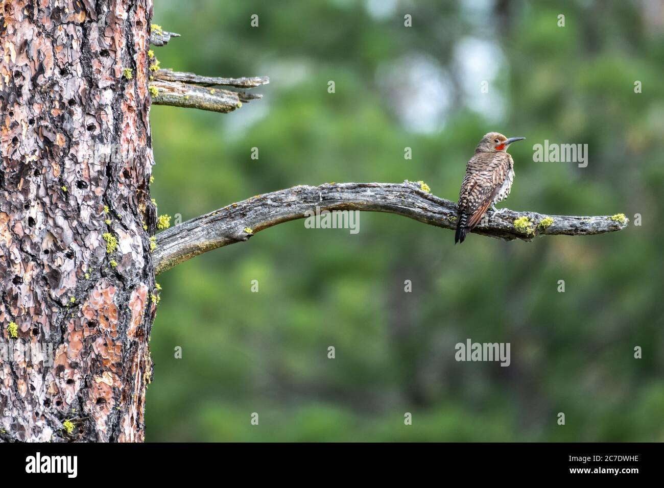 Perforated wing hi-res stock photography and images - Alamy