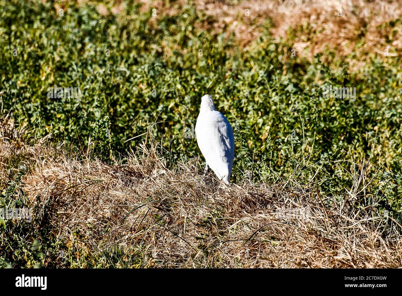 bird in grass, beautiful photo digital picture Stock Photo - Alamy