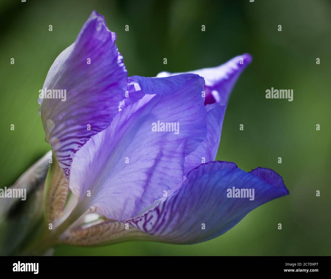 Iris parterre hi-res stock photography and images - Alamy