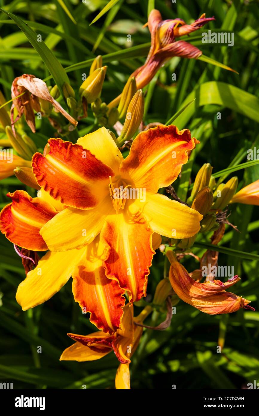 Bright lily flower hi-res stock photography and images - Alamy