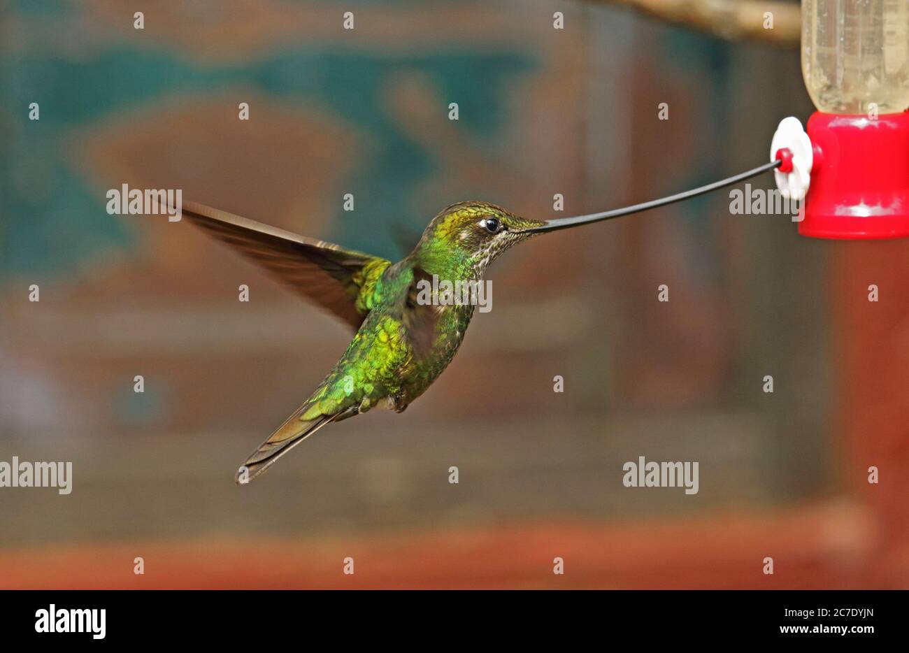 Sword-billed Hummingbird (Ensifera ensifera) adult female in flight ...