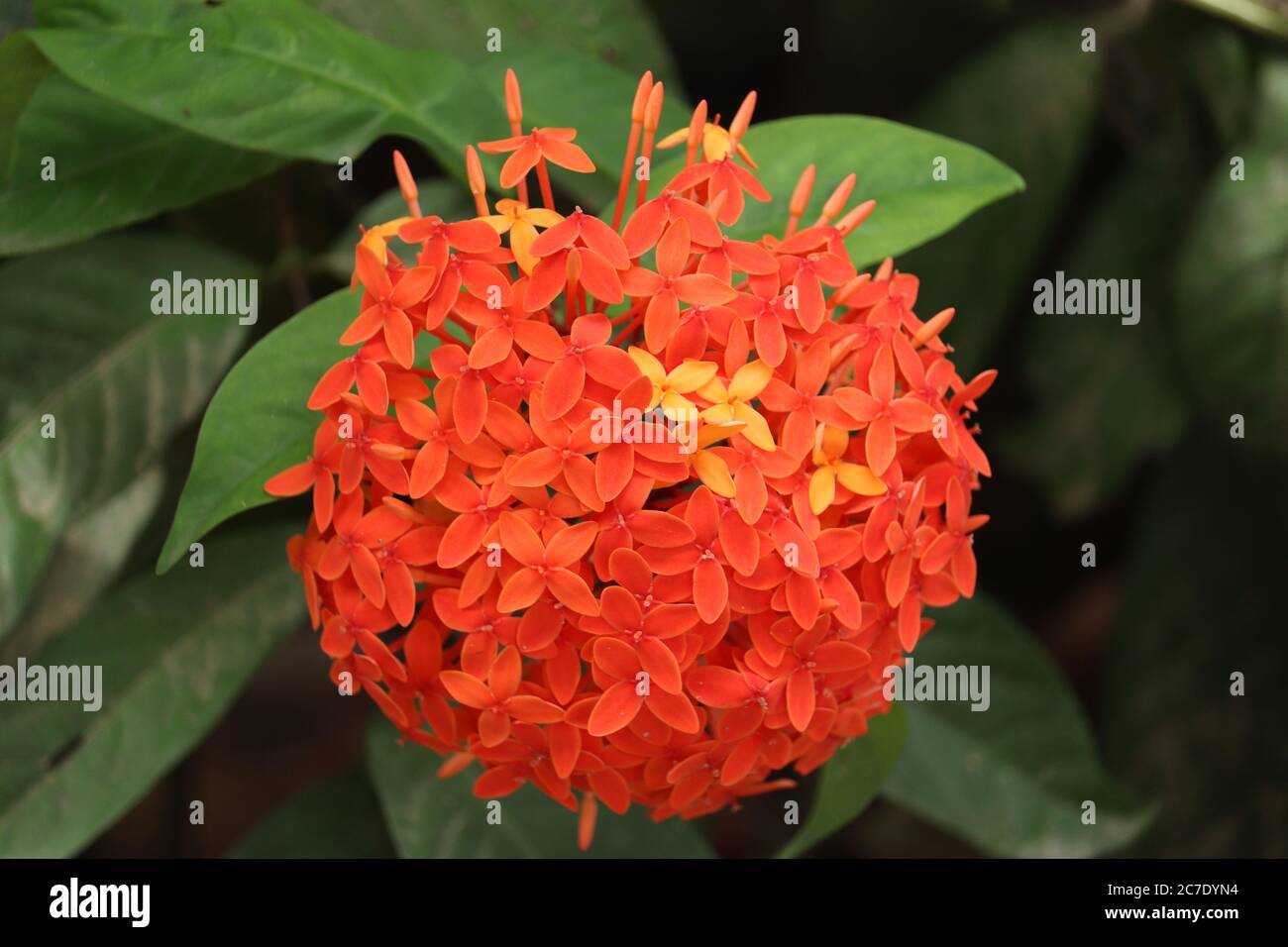 Jamanthi flower hi-res stock photography and images - Alamy