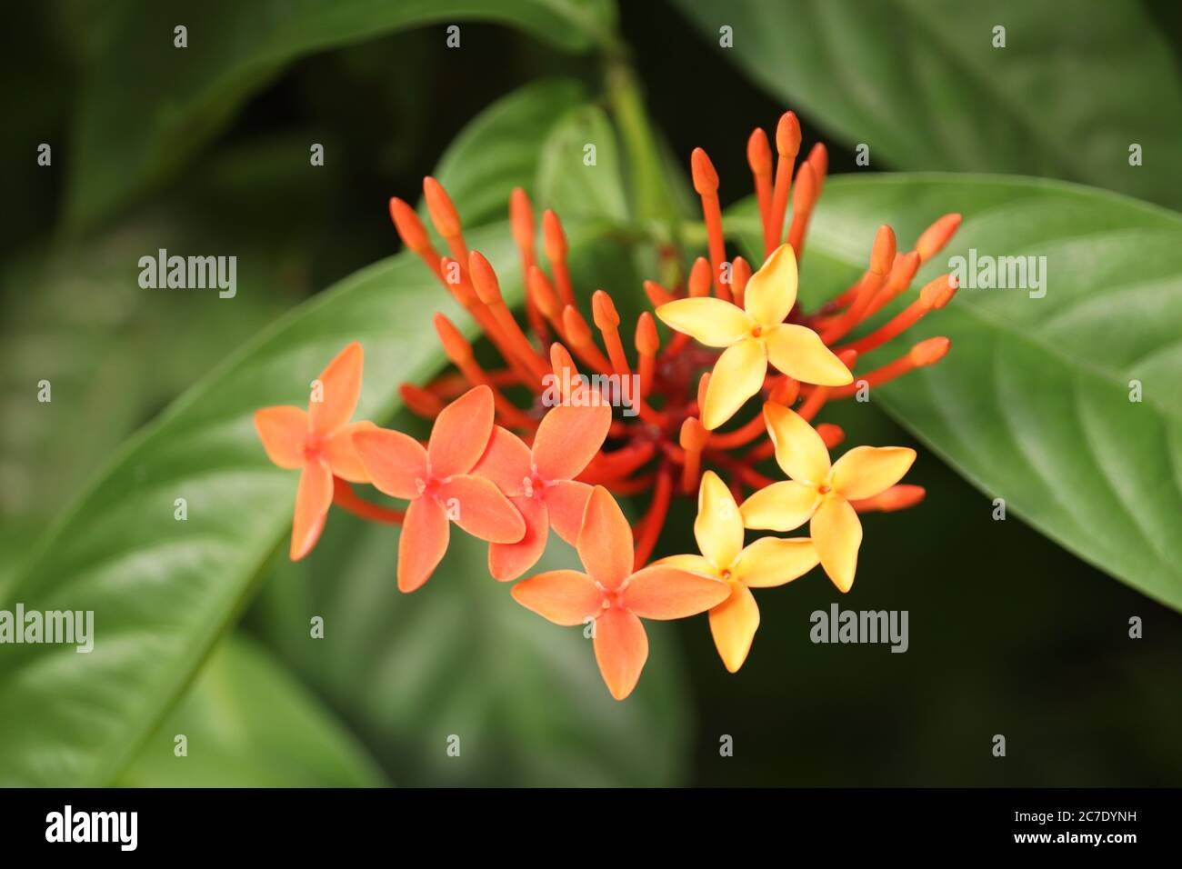 Jamanthi flower hi-res stock photography and images - Alamy
