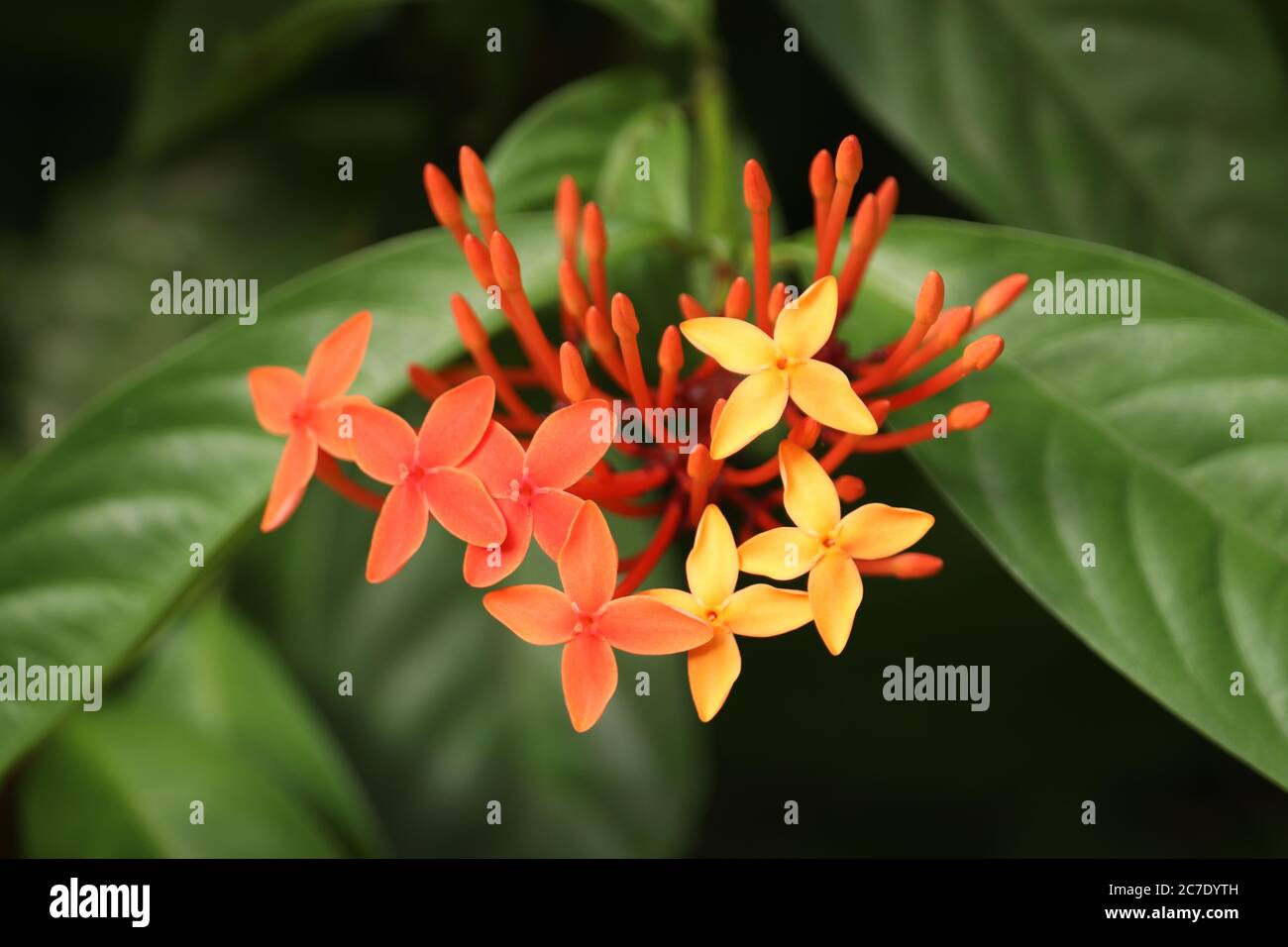 Jamanthi flower hi-res stock photography and images - Alamy