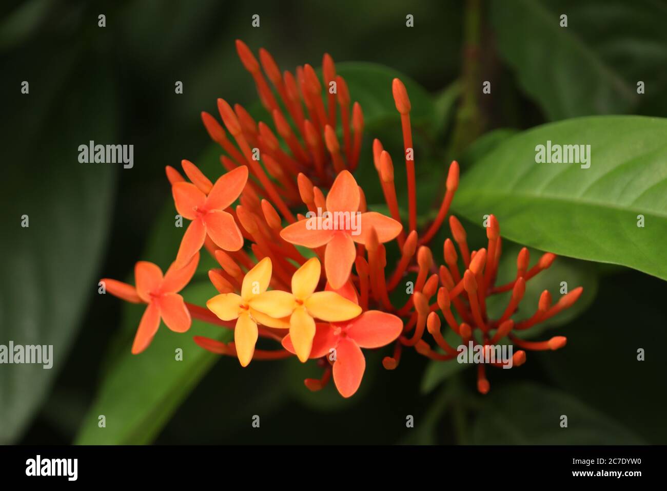 Jamanthi flower india hi-res stock photography and images - Alamy