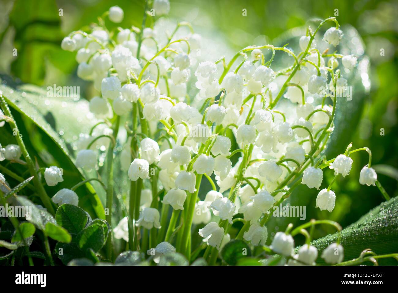 Spring flowers - Lily of the valley in the garden Stock Photo - Alamy