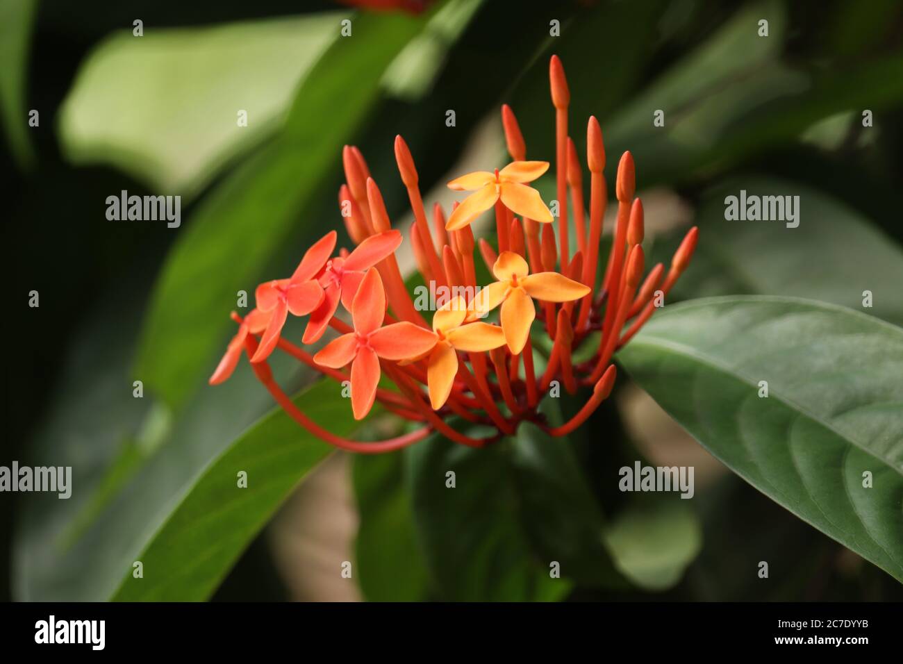 Jamanthi flower hi-res stock photography and images - Alamy