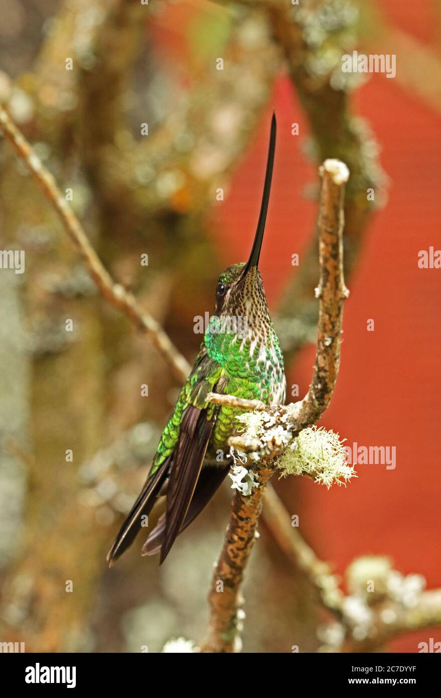 Ensifera hi-res stock photography and images - Alamy