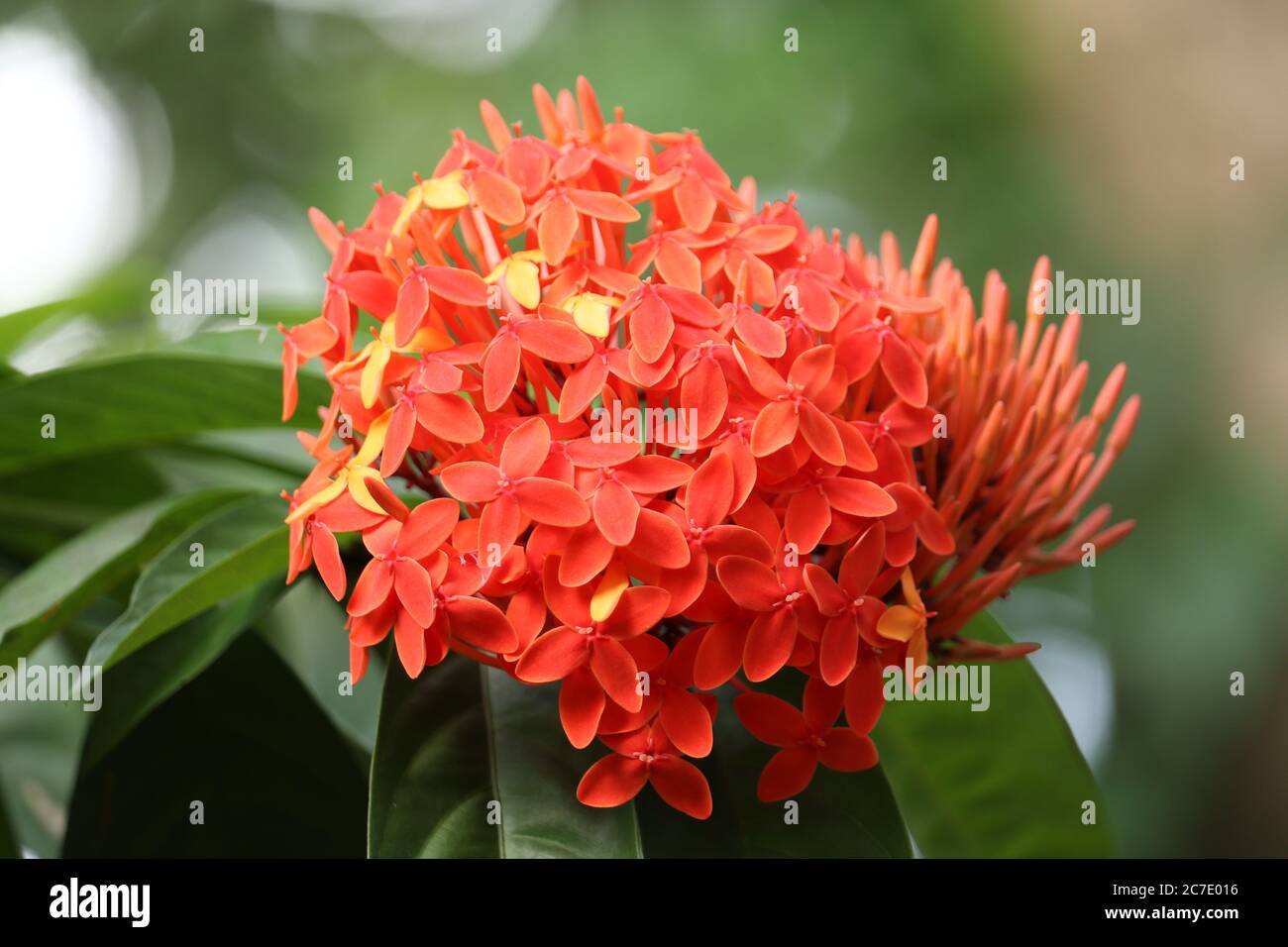 Jamanthi flower india hi-res stock photography and images - Alamy