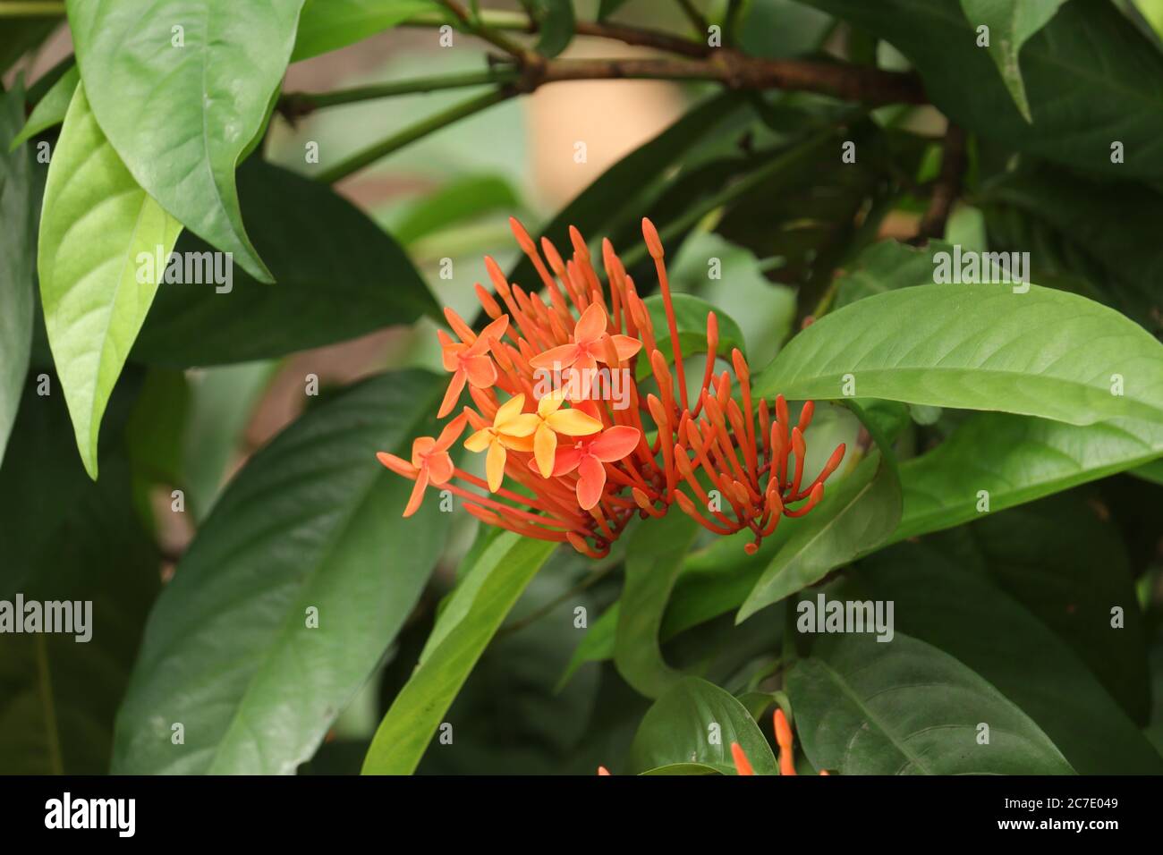Jamanthi flower hi-res stock photography and images - Alamy