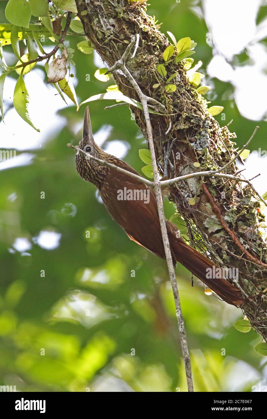 Matraca hi-res stock photography and images - Alamy