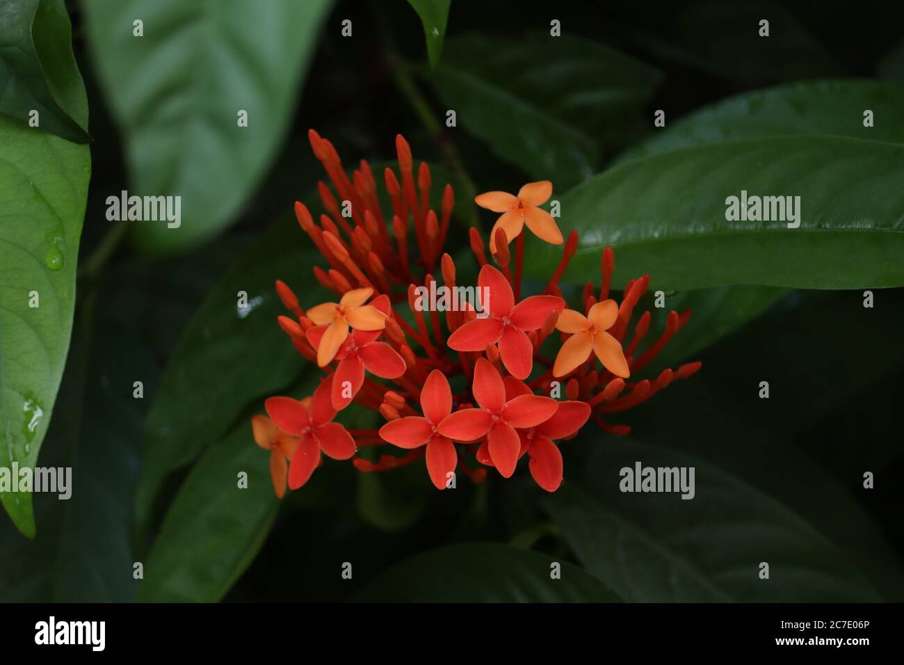 Jamanthi flower hi-res stock photography and images - Alamy