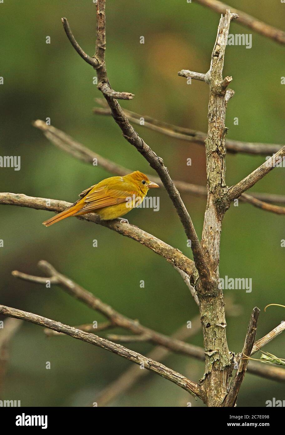 Summer Tanager (Piranga rubra) immature male perched in dead tree ...