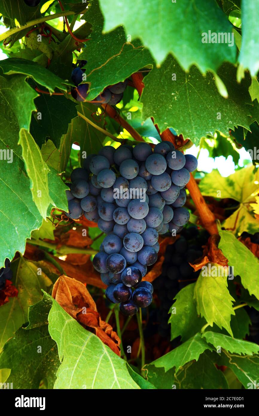 Trauben fruit hi-res stock photography and images - Alamy