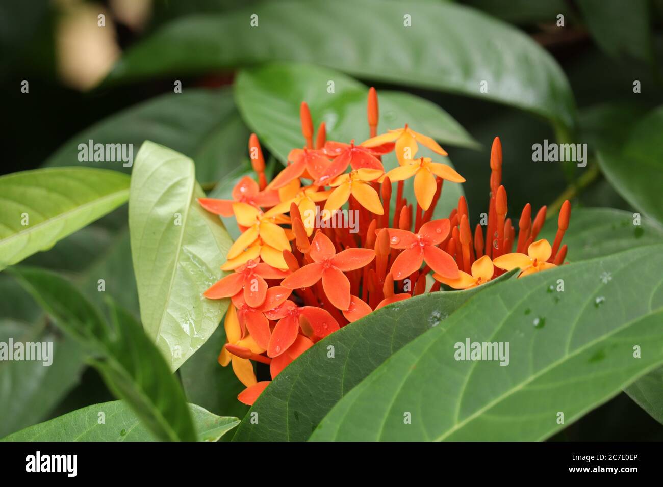Jamanthi flower india hi-res stock photography and images - Alamy