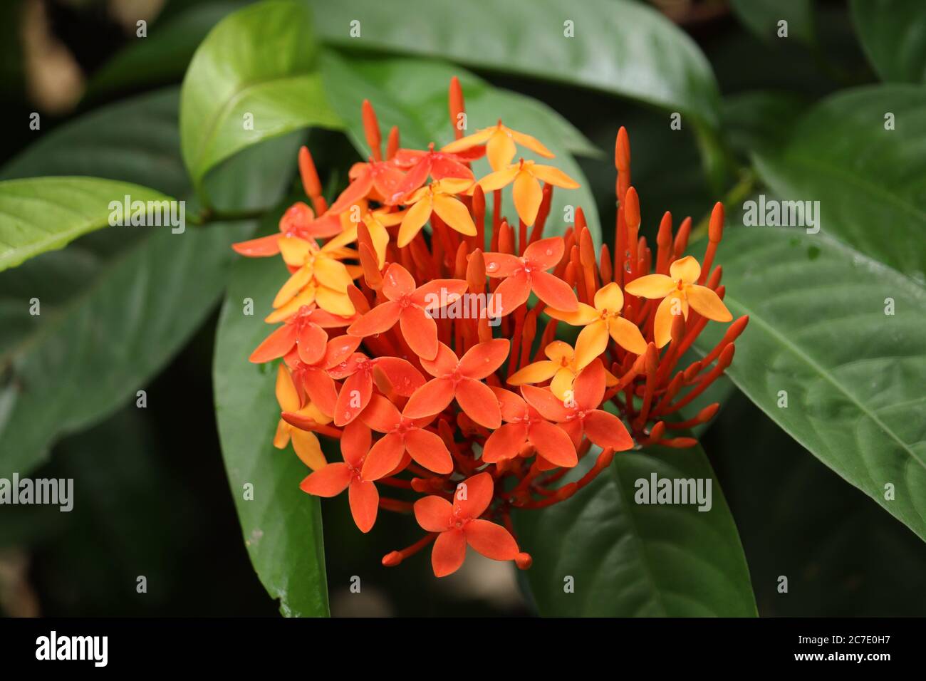 Jamanthi flower hi-res stock photography and images - Alamy