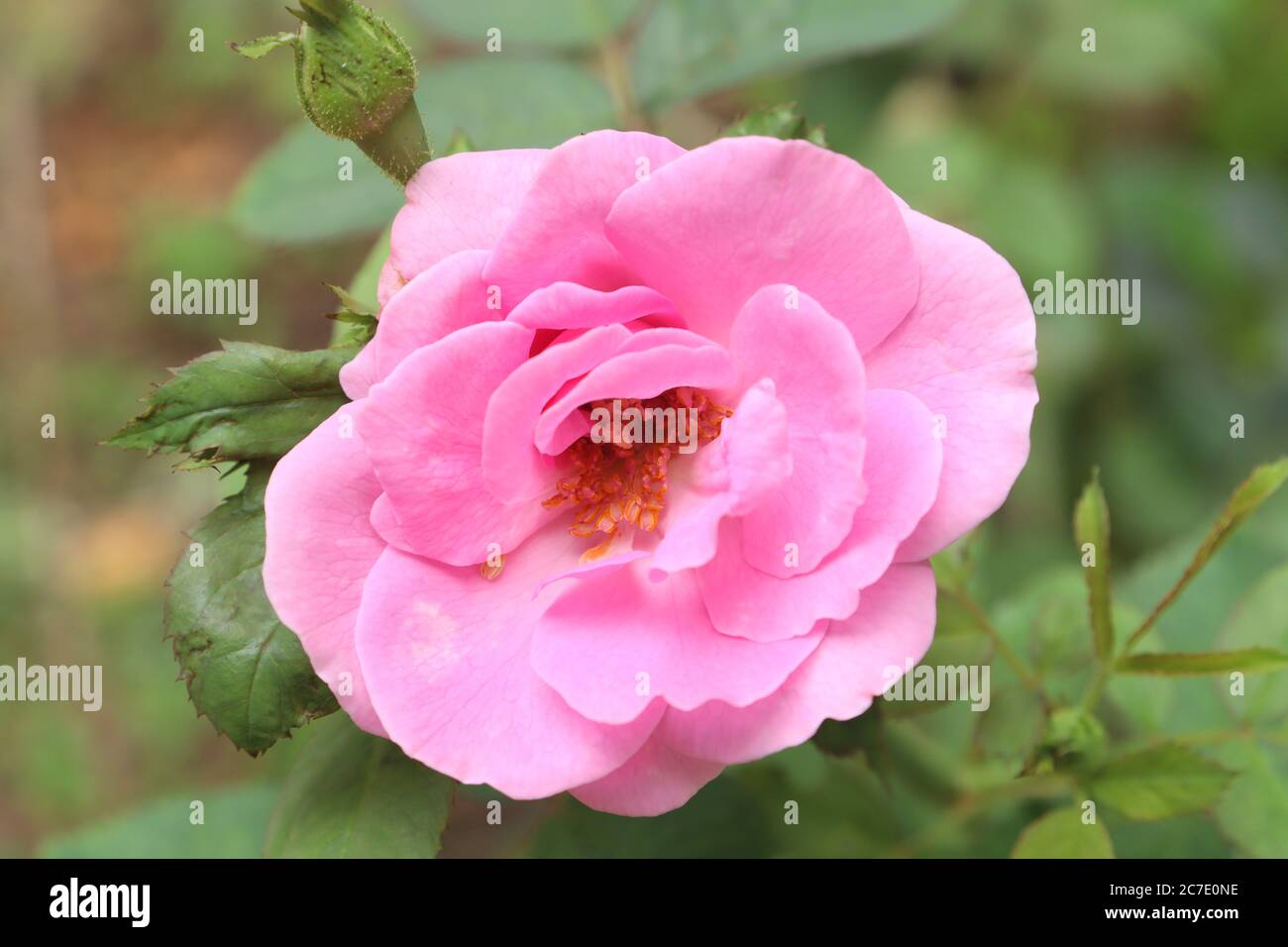 White flowers kerala hi-res stock photography and images - Alamy