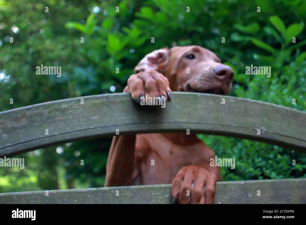 Rhodesian Ridgeback tries to climb over garden door Stock Photo - Alamy