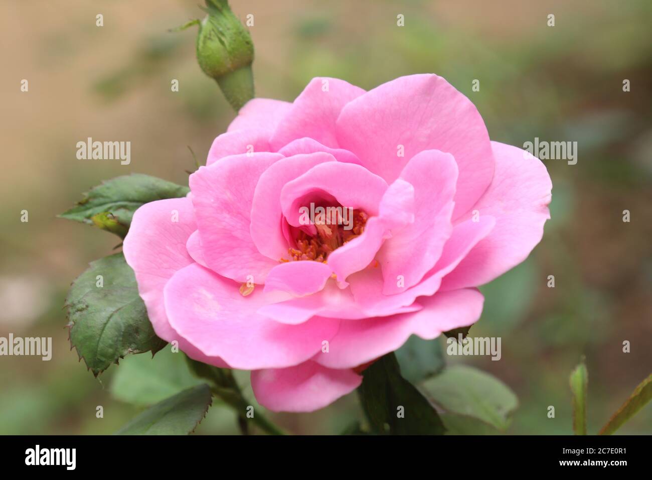 Pink Roses in the garden Stock Photo - Alamy
