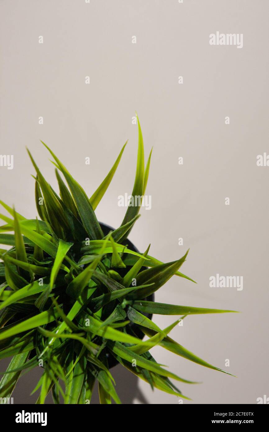 Light office desk table with green grass. Top view with copy space ...