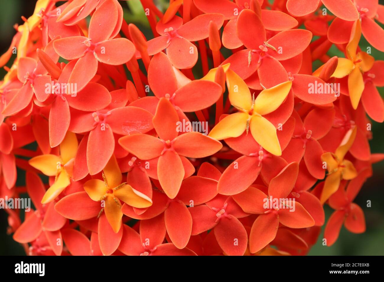 Jamanthi flower hi-res stock photography and images - Alamy