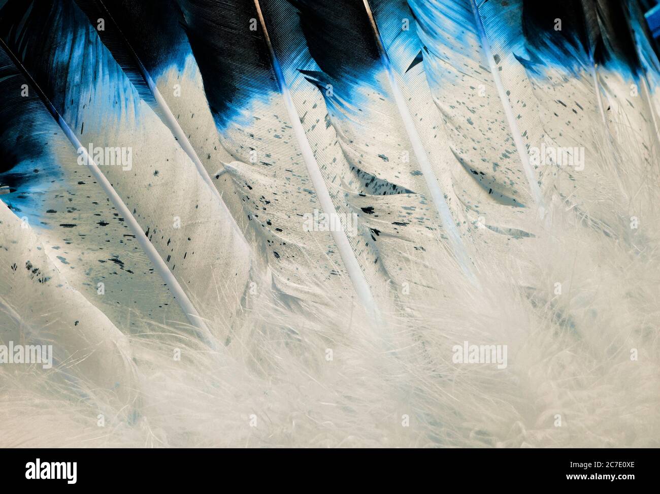 Native American Indian Feathers Detail. These came from a headress ...